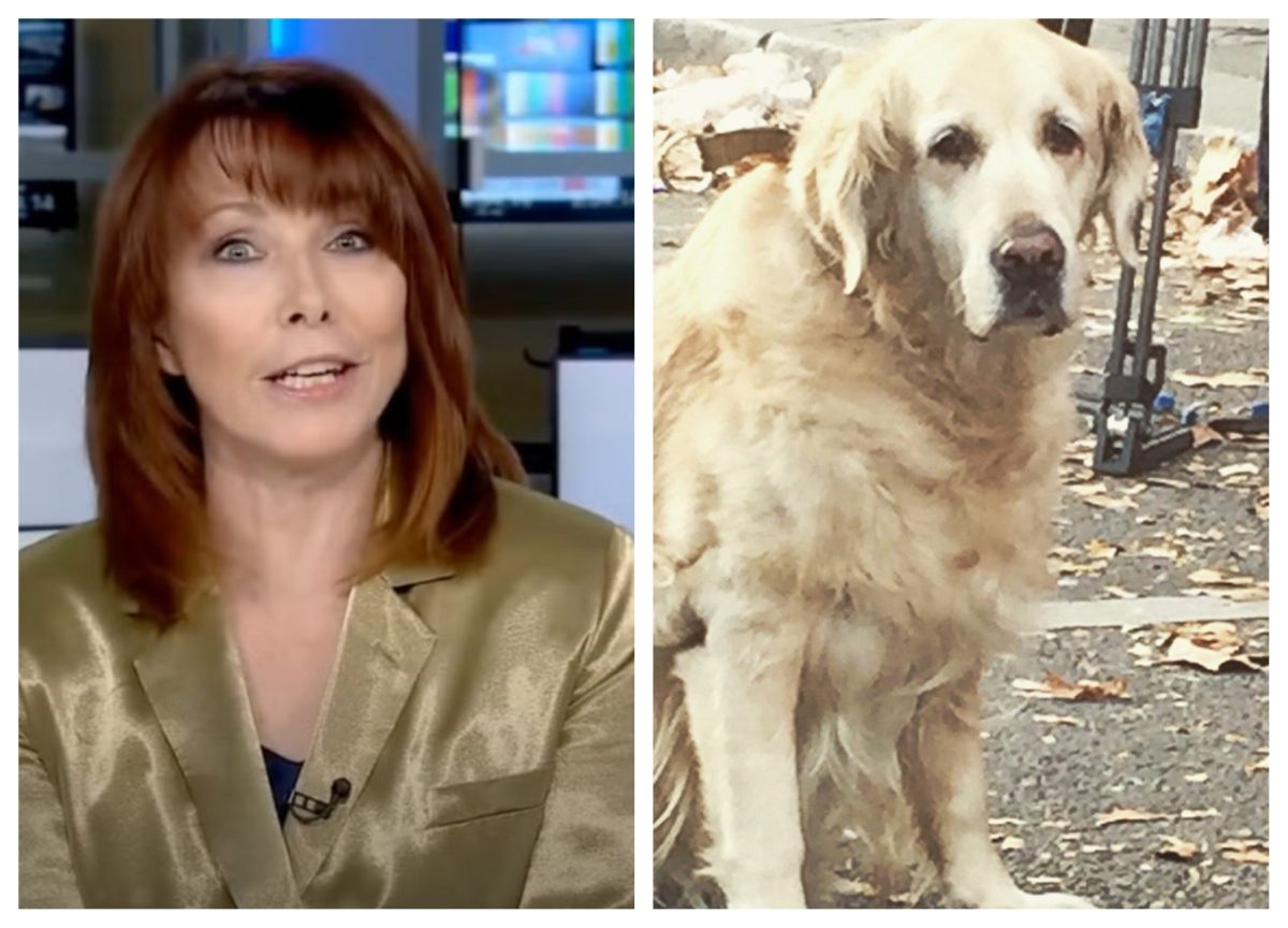 How To Break It To Your Dog That Kay Burley Has Retired – Waterford ...
